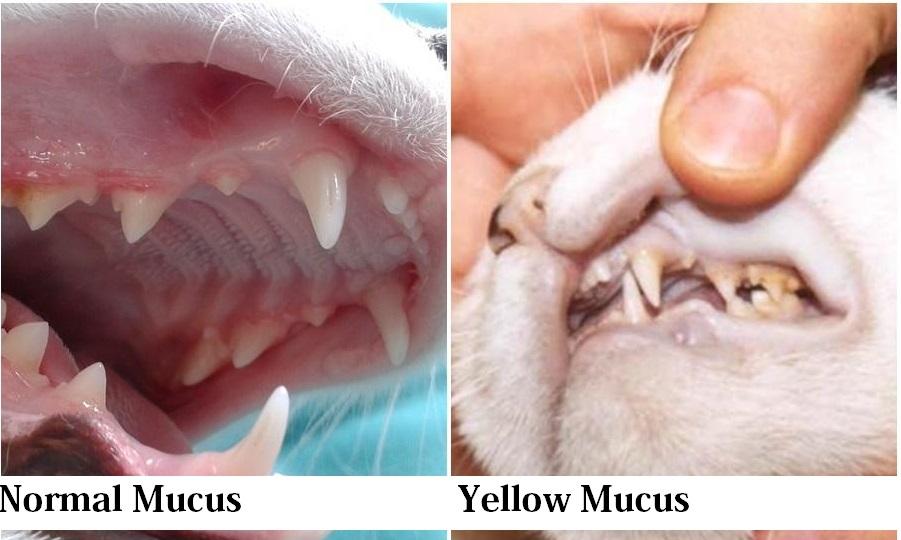 Gastritis in Cats - Symptoms, Causes and Treatment