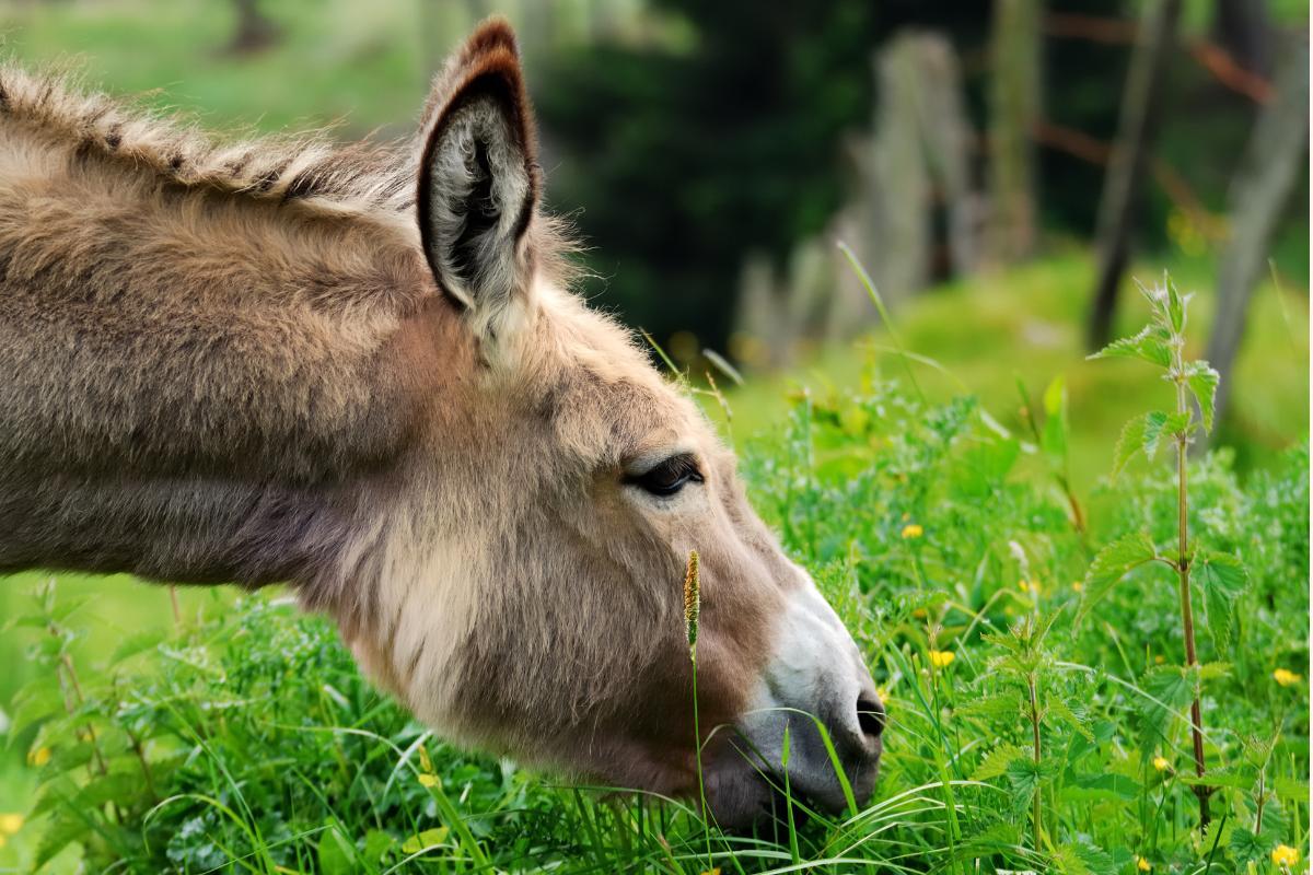 What Do Donkeys Eat? - Digestive System, Diet, and Nutritional Needs
