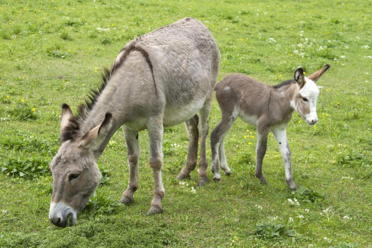 What Do Donkeys Eat? - Digestive System, Diet, and Nutritional Needs