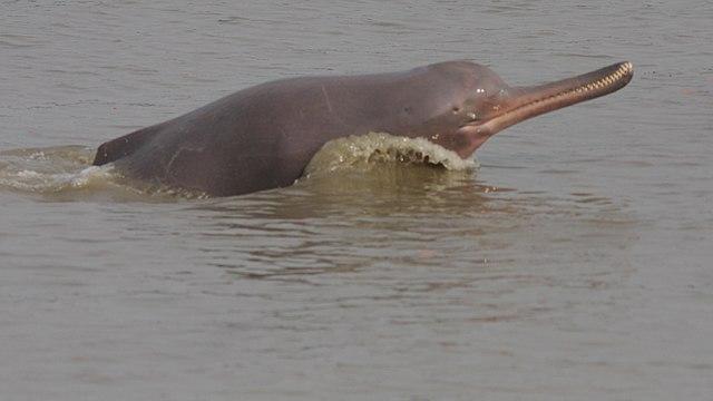 6+ Endangered Dolphin Species List - With Photos