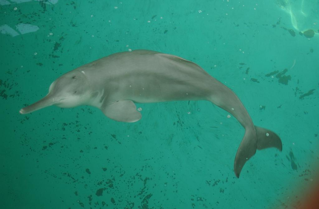 6+ Endangered Dolphin Species List - With Photos