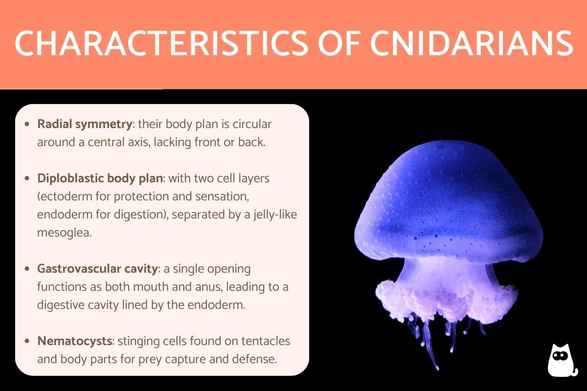 Types of Cnidarians - What They Are, Examples, Characteristics and ...