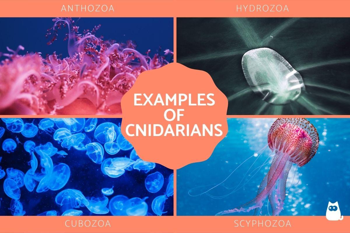 Types of Cnidarians - What They Are, Examples, Characteristics and ...