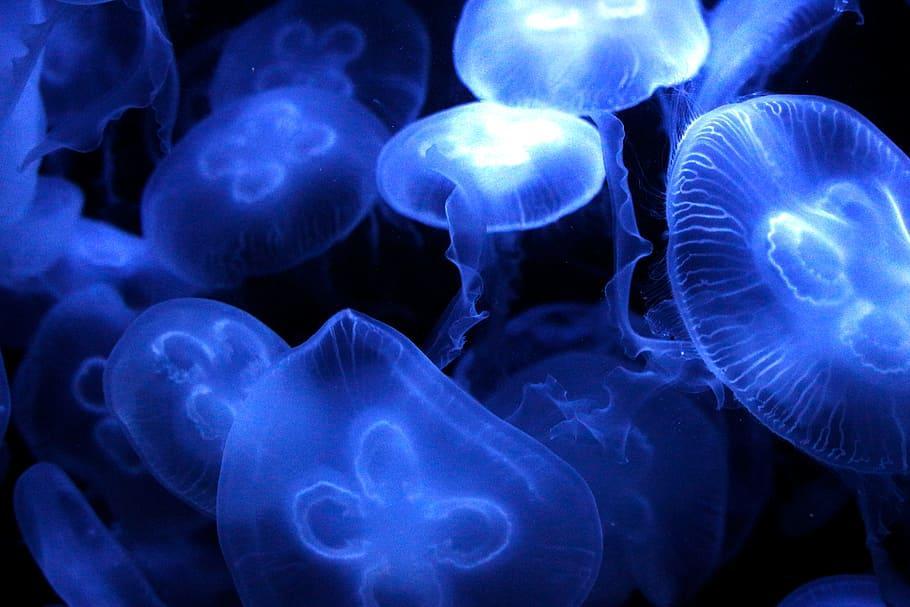 Types of Cnidarians - What They Are, Examples, Characteristics and ...