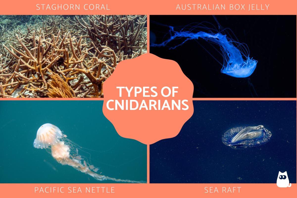 Types of Cnidarians - What They Are, Examples, Characteristics and ...