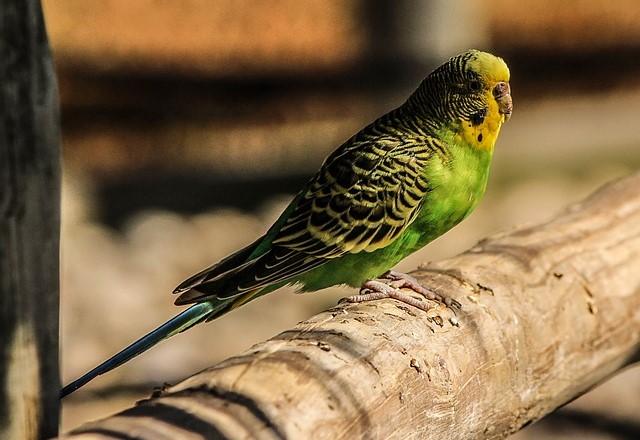 What are the Most Popular Pets in India?
