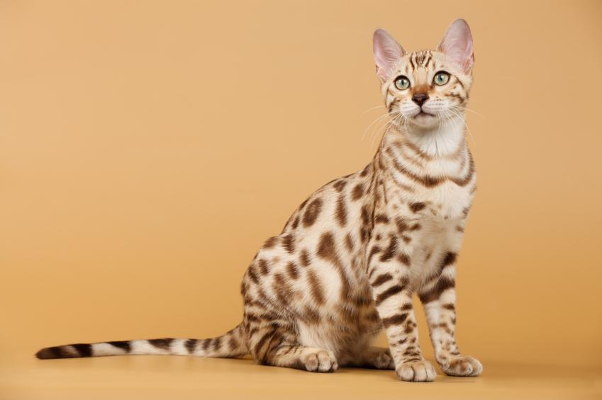 What are the Most Popular Pets in India?