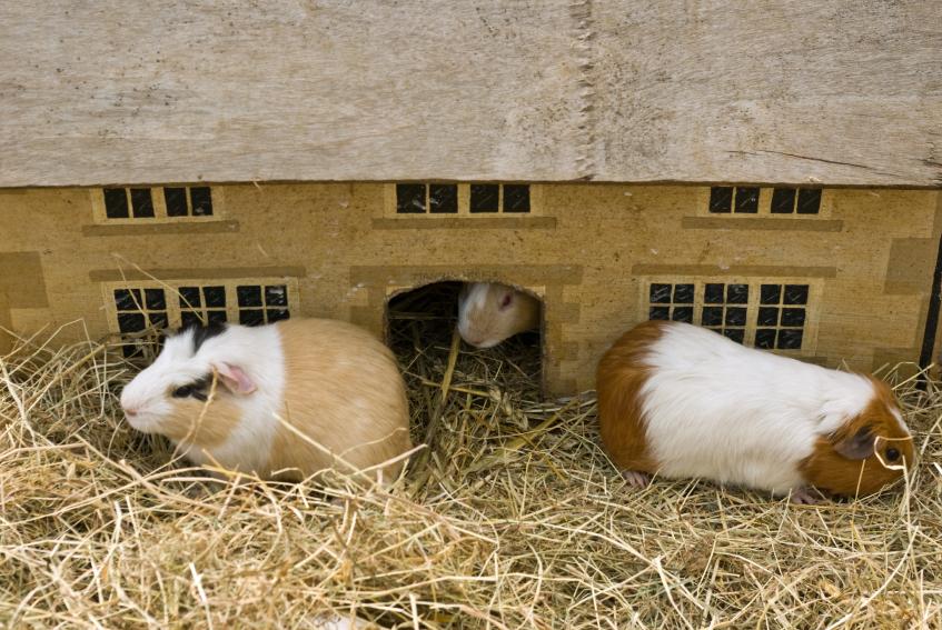 What are the Most Popular Pets in India?