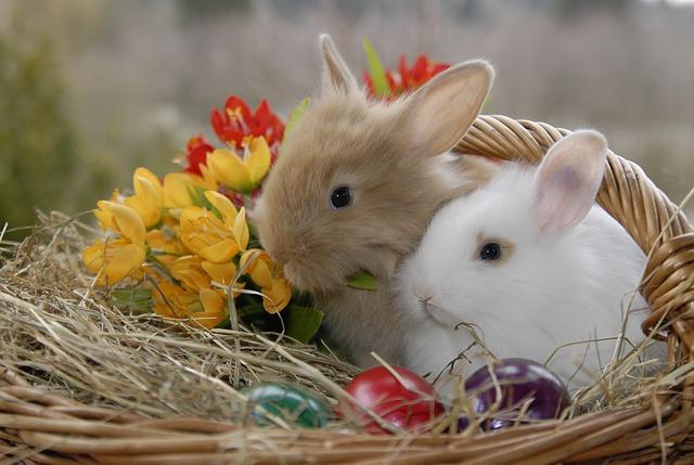 What are the Most Popular Pets in India?