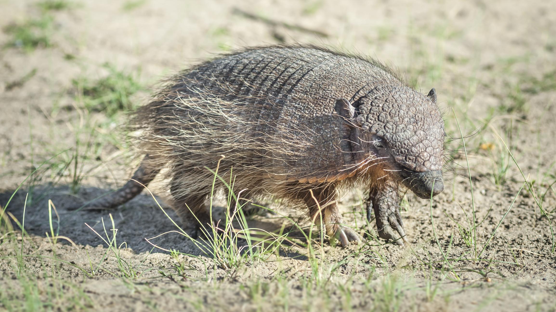 Types of Armadillos - Features, Habitats and Conservation Status
