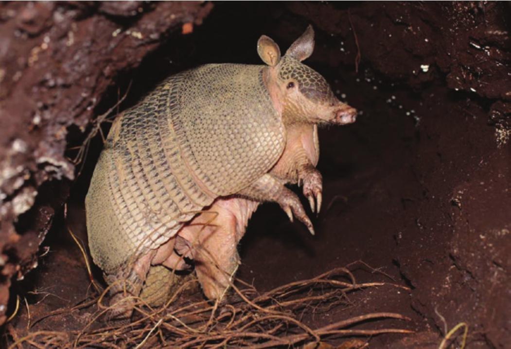 Types of Armadillos - Features, Habitats and Conservation Status