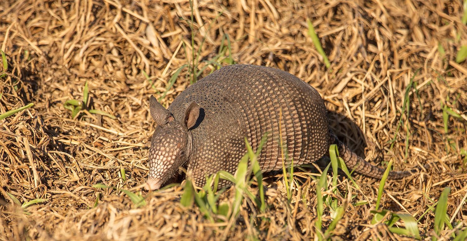 Types of Armadillos - Features, Habitats and Conservation Status