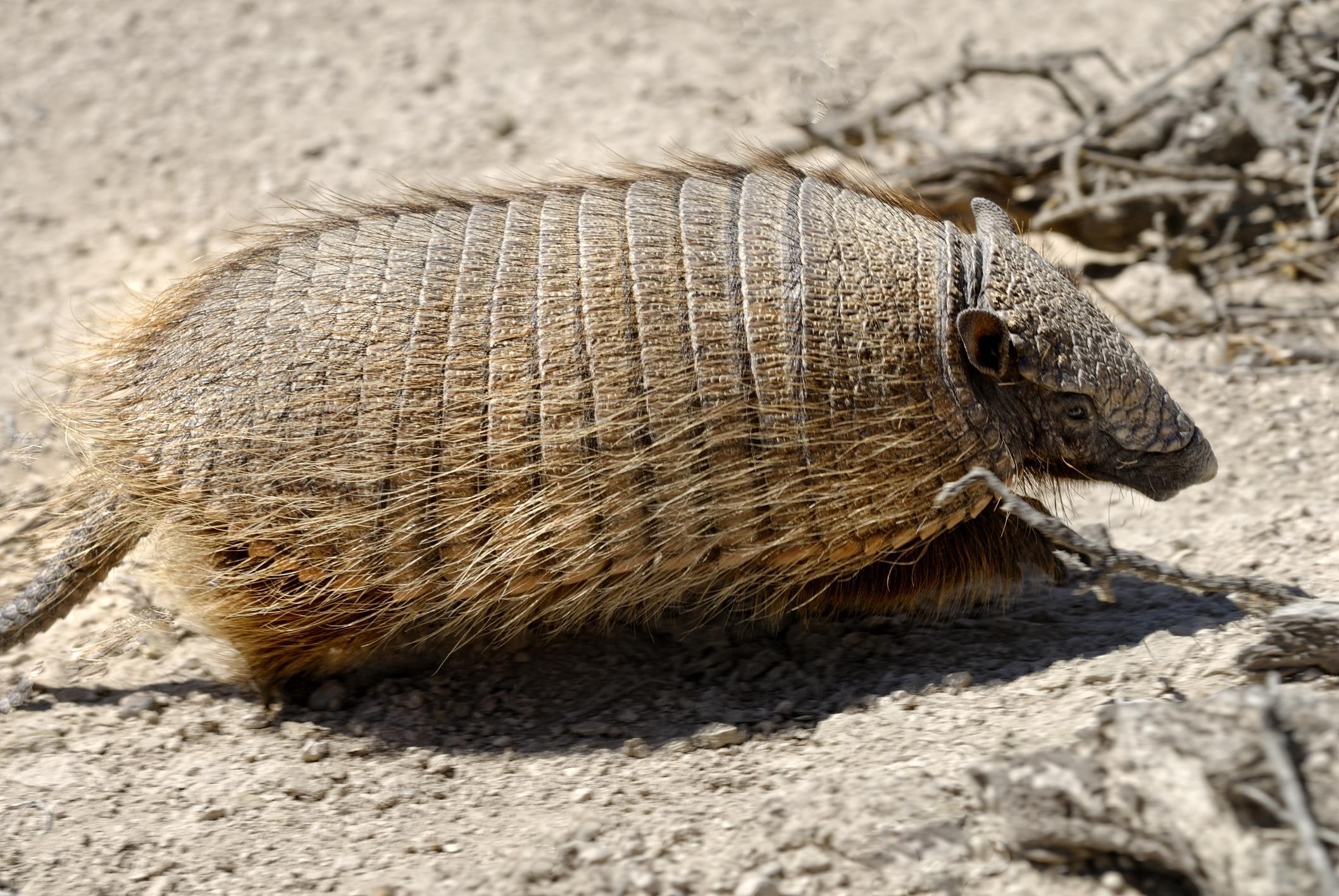 Types of Armadillos - Features, Habitats and Conservation Status