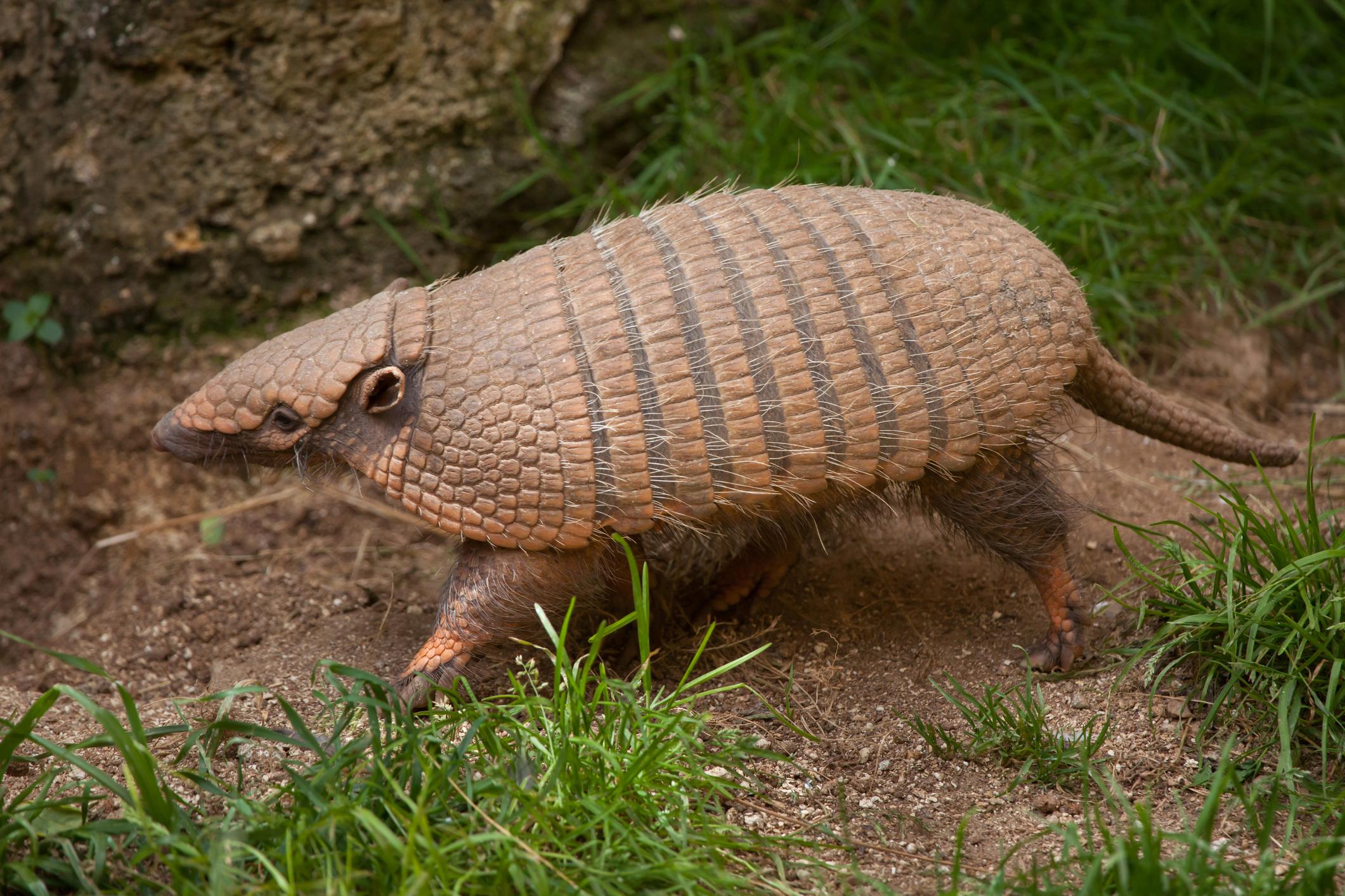 Types of Armadillos - Features, Habitats and Conservation Status