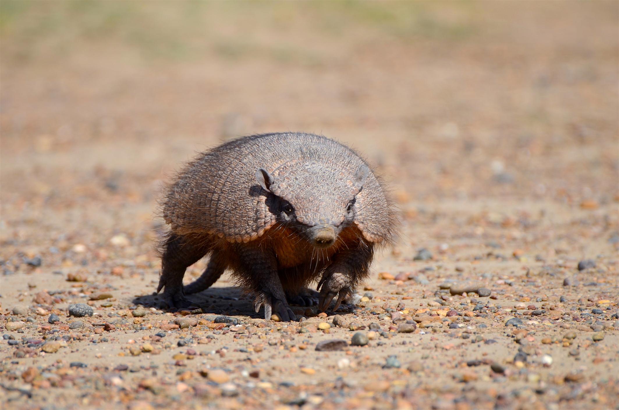 Types of Armadillos - Features, Habitats and Conservation Status