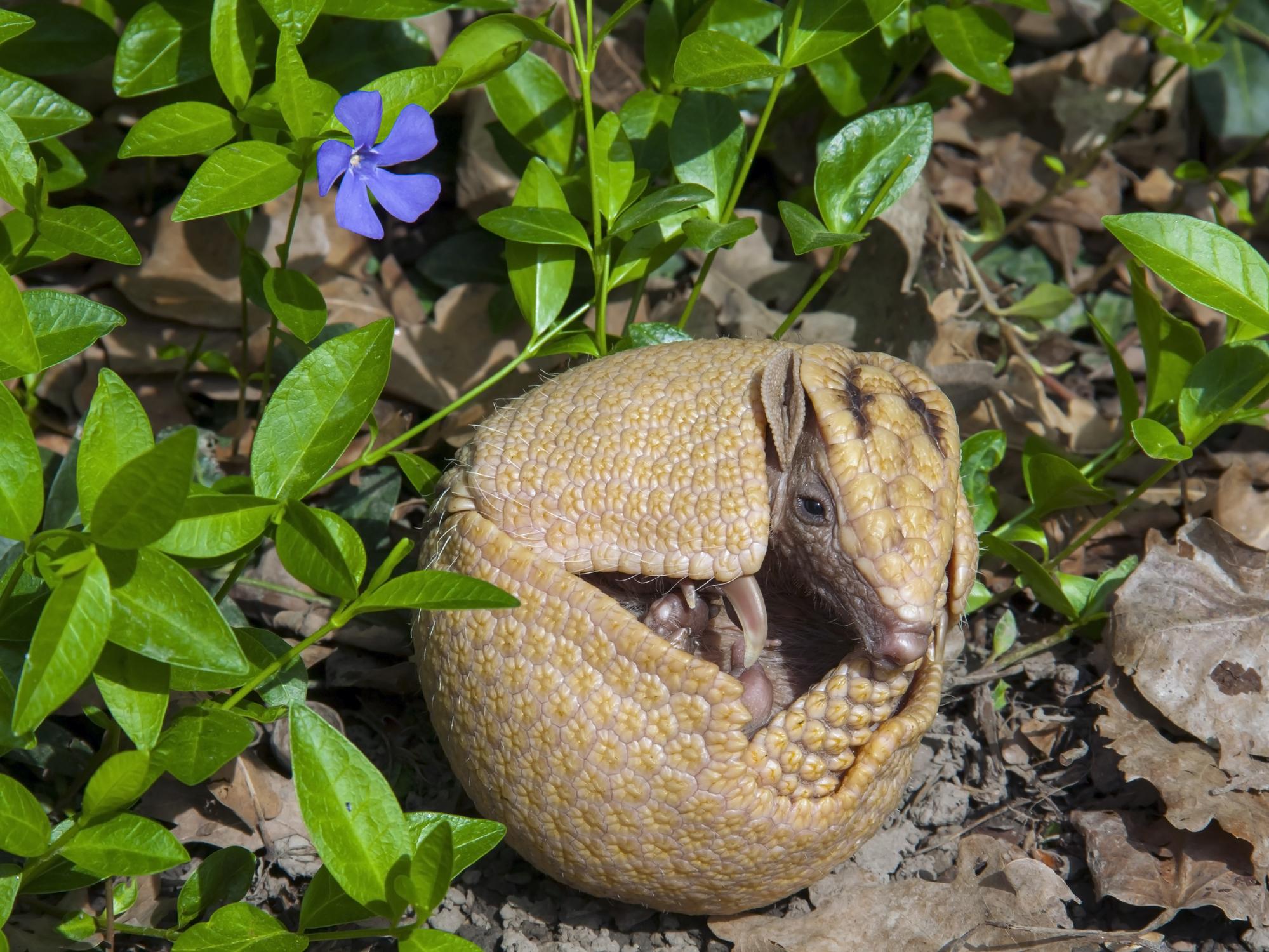 Types of Armadillos - Features, Habitats and Conservation Status
