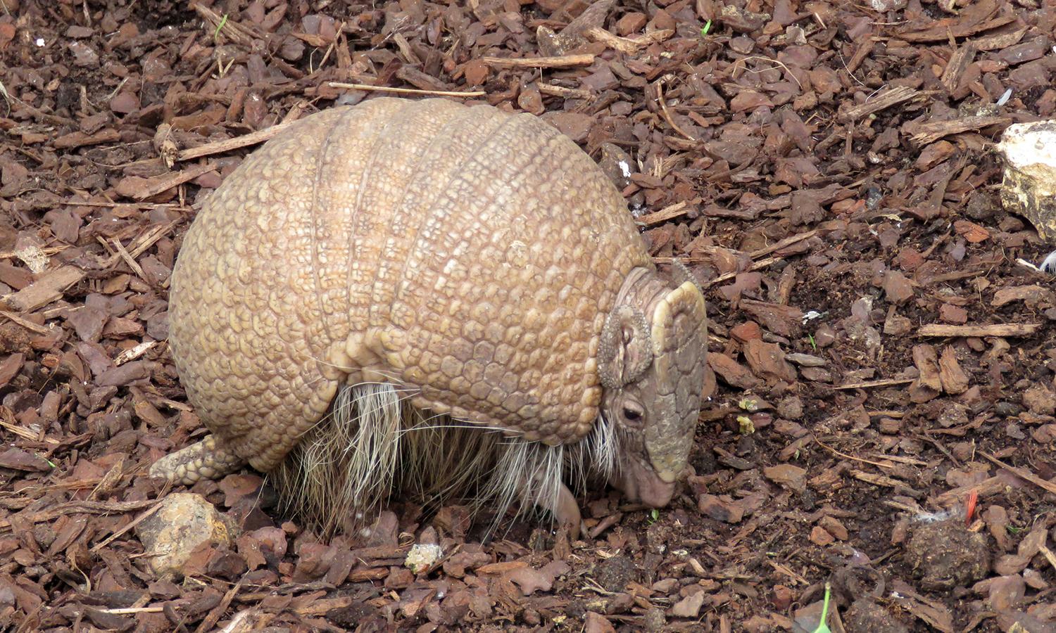 Types of Armadillos - Features, Habitats and Conservation Status