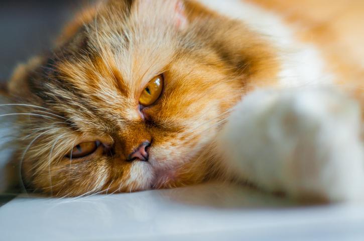 What is Coccidia in Cats? - Causes, Symptoms and Treatment