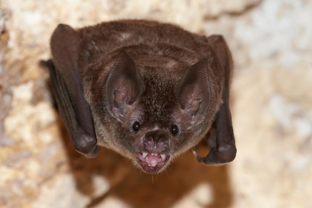 Do Bats Bite Humans? - Risks, Facts, and Safety Tips