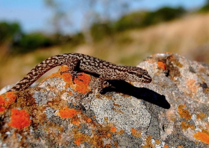 What Is an Endemic Species? - Definition and Examples
