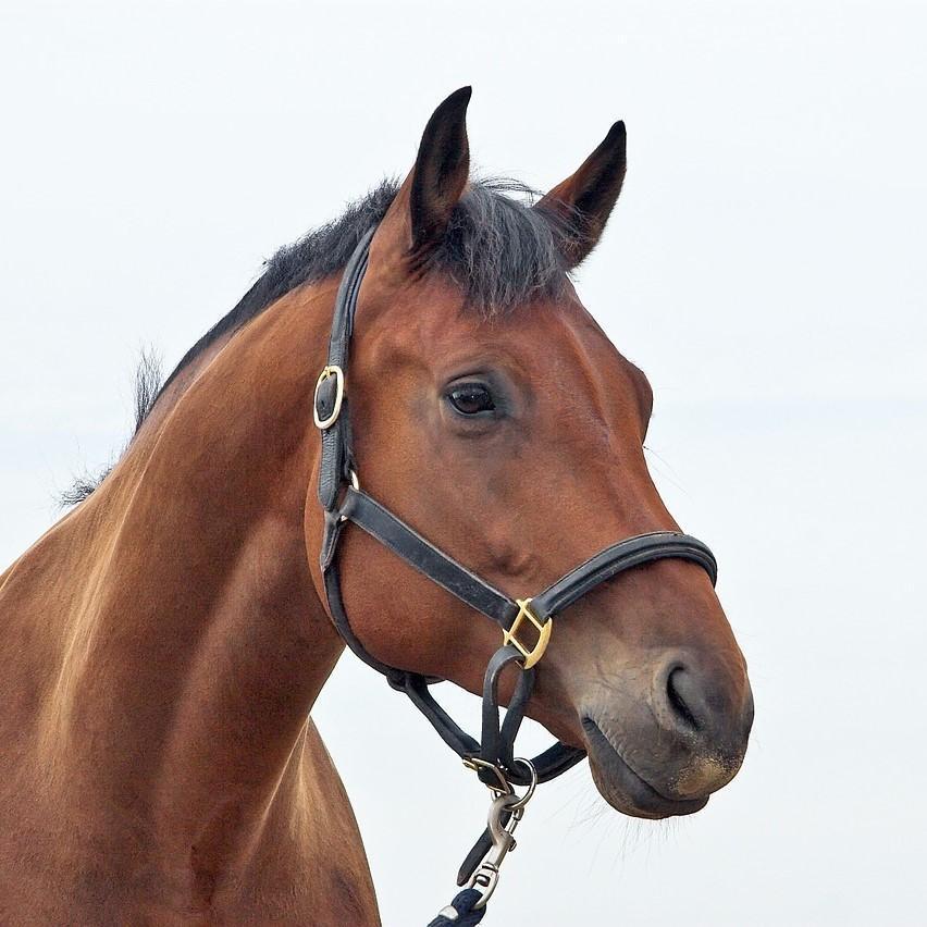 How are Horses Classified into Types?