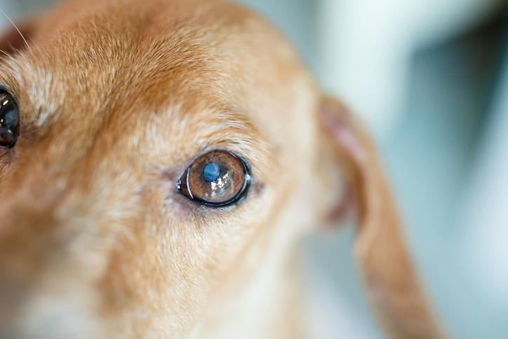 My Dog's Eye Has a Blue Tint - Nuclear Sclerosis in Dogs