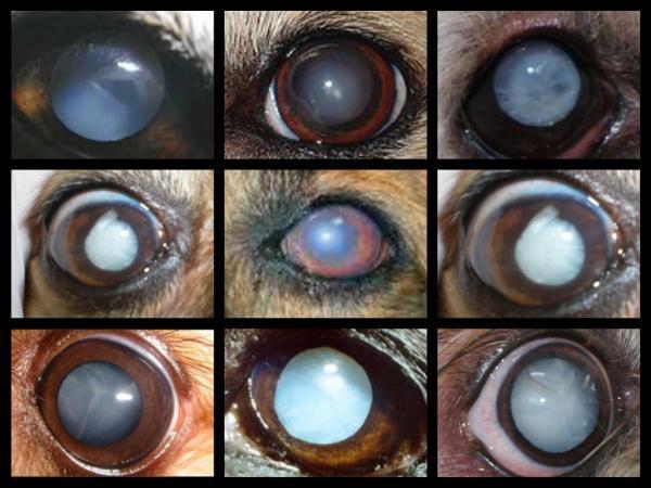 My Dog's Eye Has a Blue Tint - Nuclear Sclerosis in Dogs