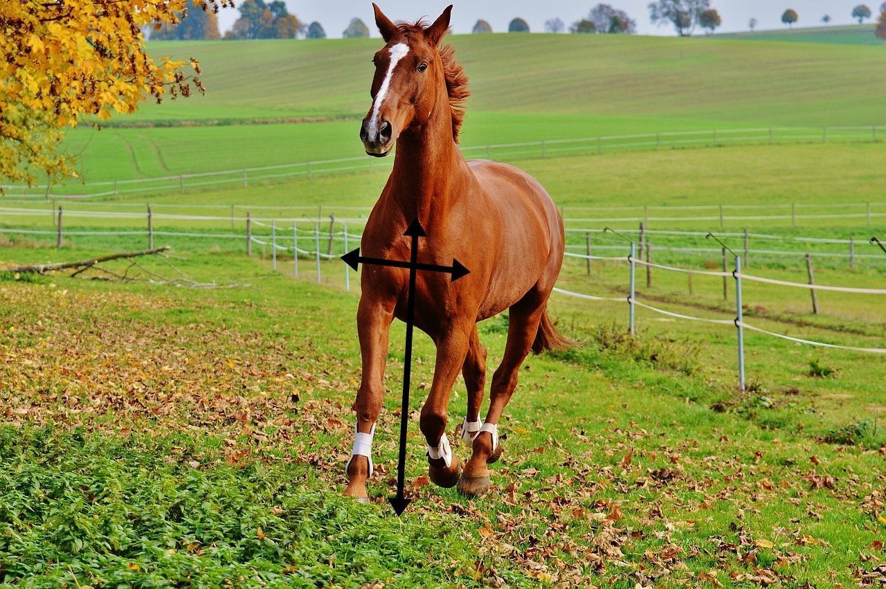 How are Horses Classified into Types?