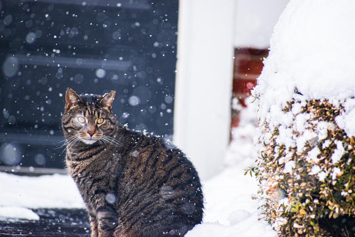 Can a Cat Freeze to Death? - Winter Safety Tips for Cats