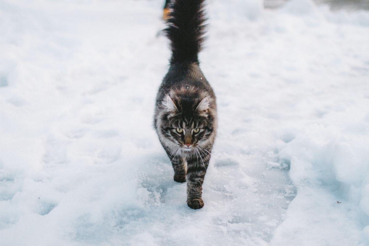 Can a Cat Freeze to Death? - Winter Safety Tips for Cats
