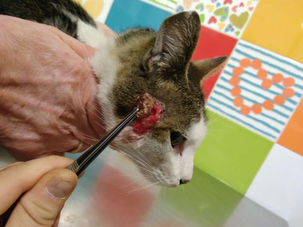 Pyoderma in Cats - Causes, Symptoms And Treatment