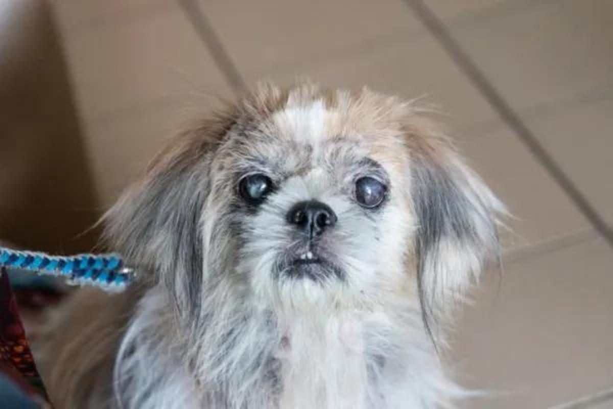 Microphthalmia in Dogs - What It Is, Causes, Symptoms and Treatment