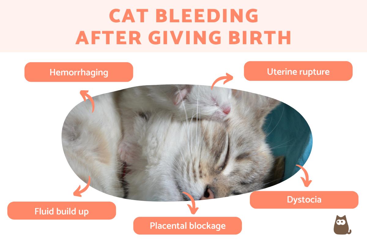 My Cat is Bleeding After Giving Birth - Blood After Queening