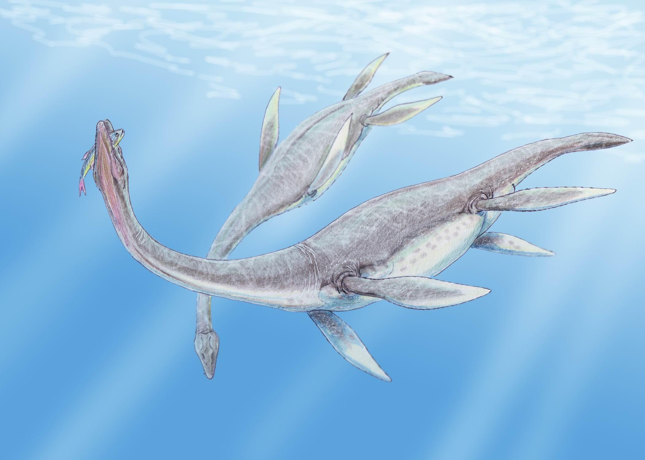 Types of Prehistoric Marine Reptiles - Names and Photos