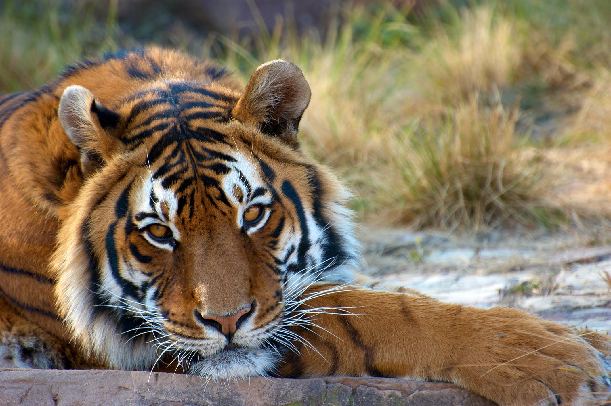 Top 15 Strongest Animals on Earth - Photos and Main Characteristics