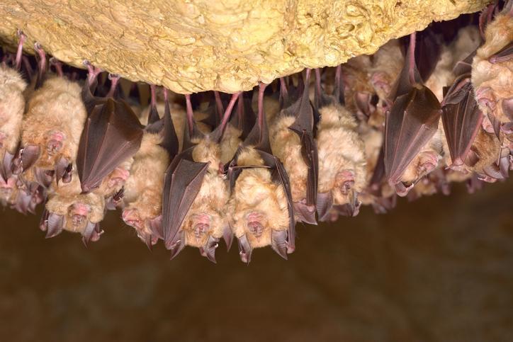 Bat Reproduction- Mating, Birthing, and More