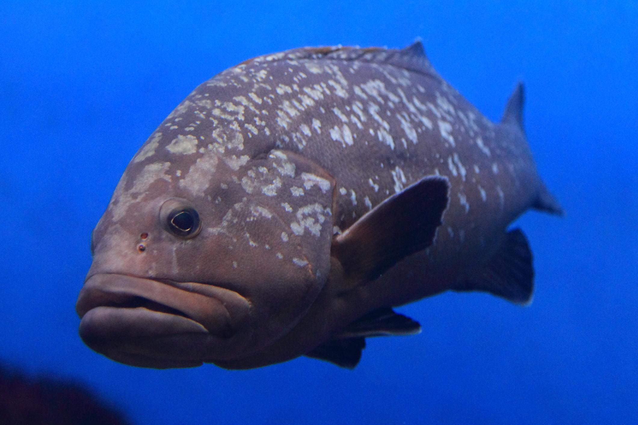 Top 15 Strongest Animals on Earth - Photos and Main Characteristics