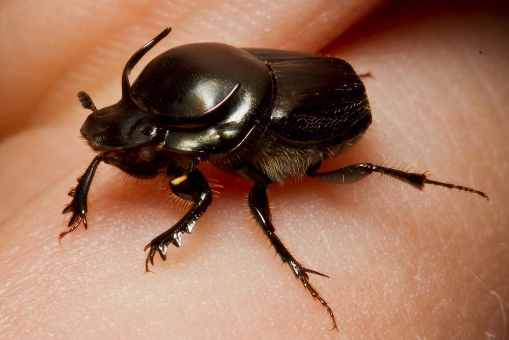 Top 15 Strongest Animals on Earth - Photos and Main Characteristics