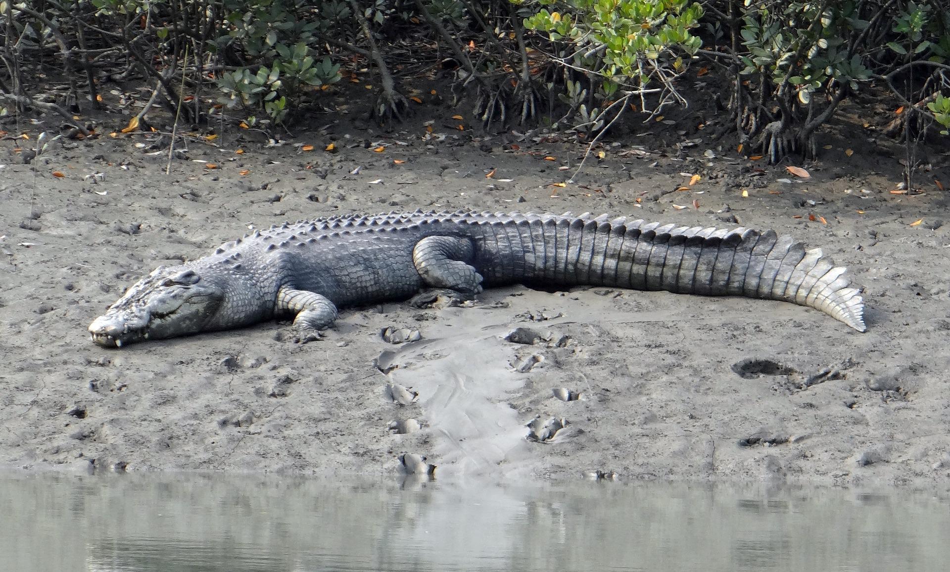 Top 15 Strongest Animals on Earth - Photos and Main Characteristics