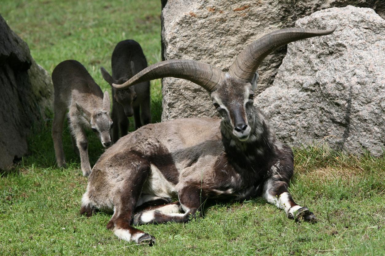 Native Animals of the Himalayas