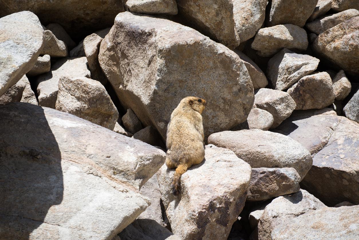 Native Animals of the Himalayas