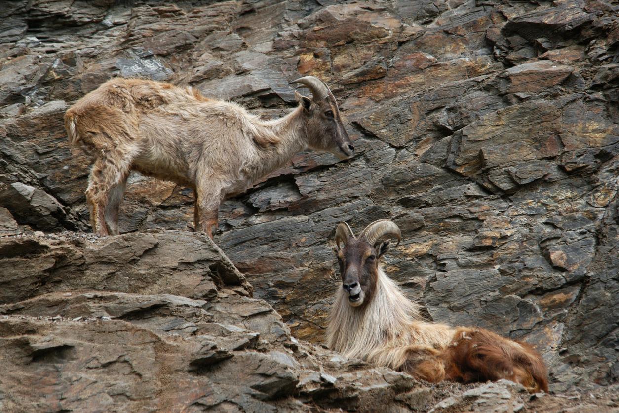 Native Animals of the Himalayas