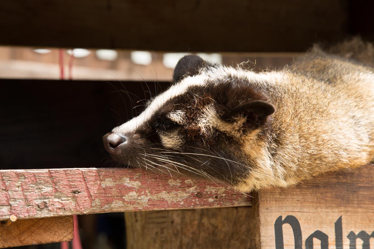 Native Animals of the Himalayas
