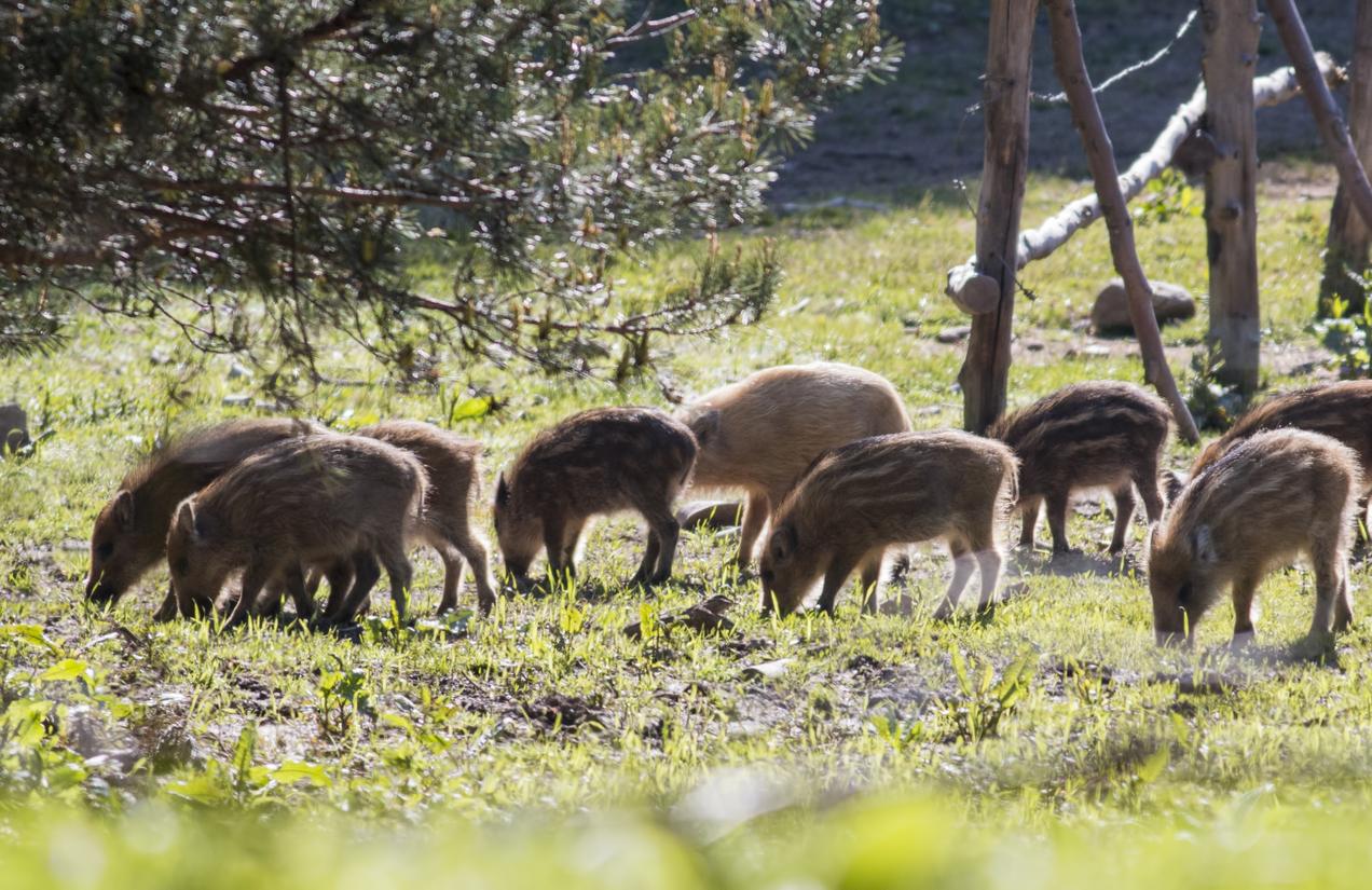 Native Animals of the Himalayas