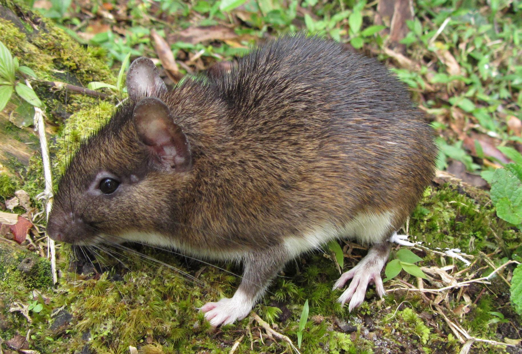 Animals That Start With I - List of Names With Photos and Facts