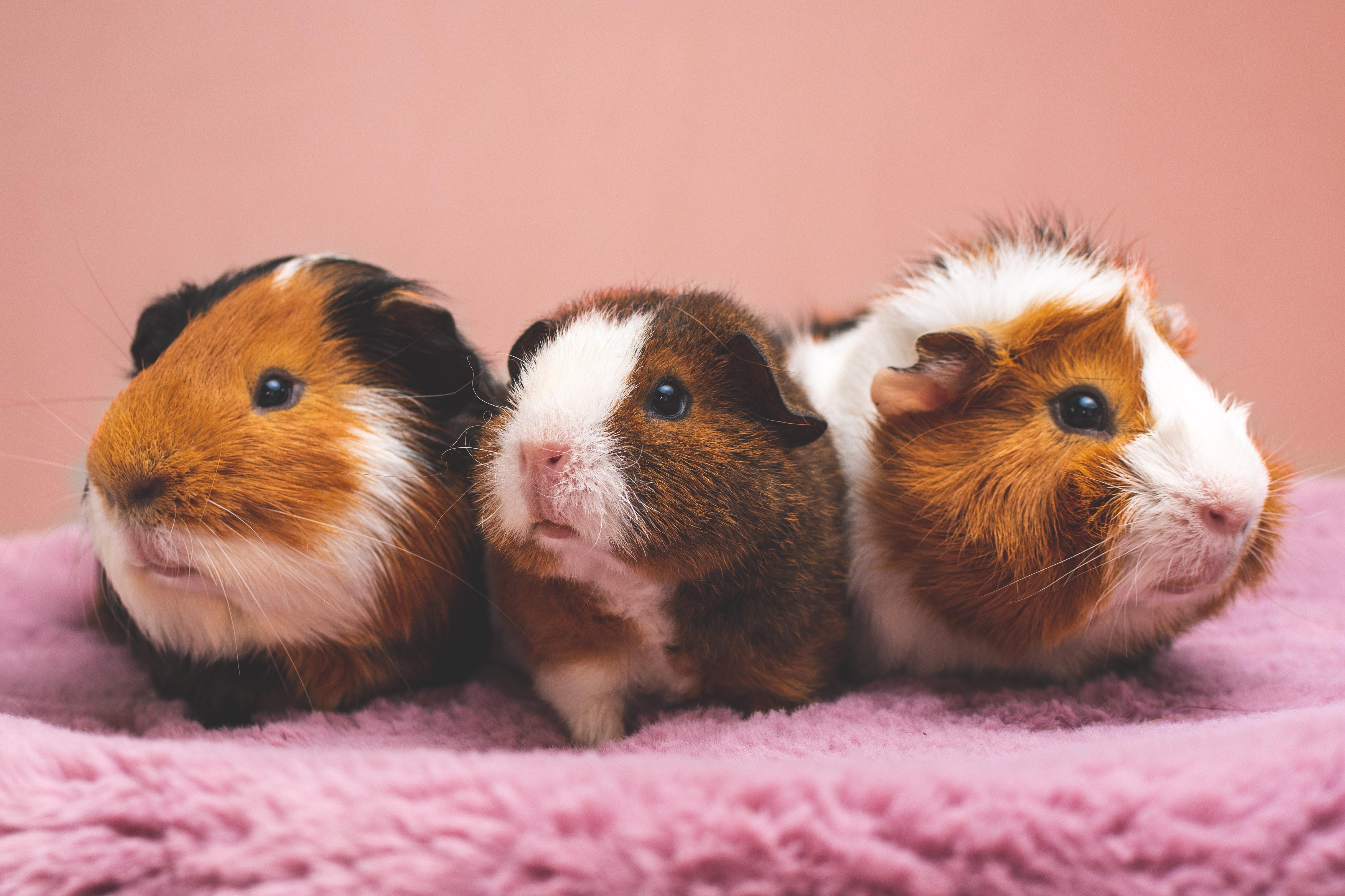 How to Tell the Difference Between a Male and Female Guinea Pig ...