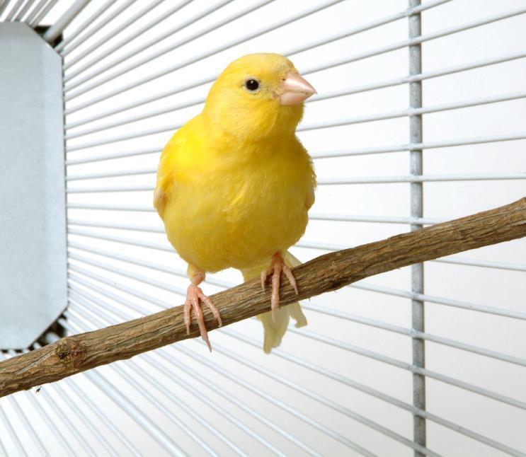 Caring for a Molting Canary