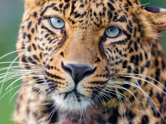 The Origin and Evolution of Animals - What Was the First Animal?