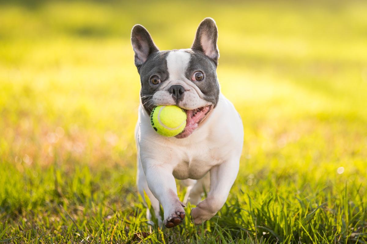 Common Health Issues Affecting French Bulldogs - Skin, Breathing, and ...