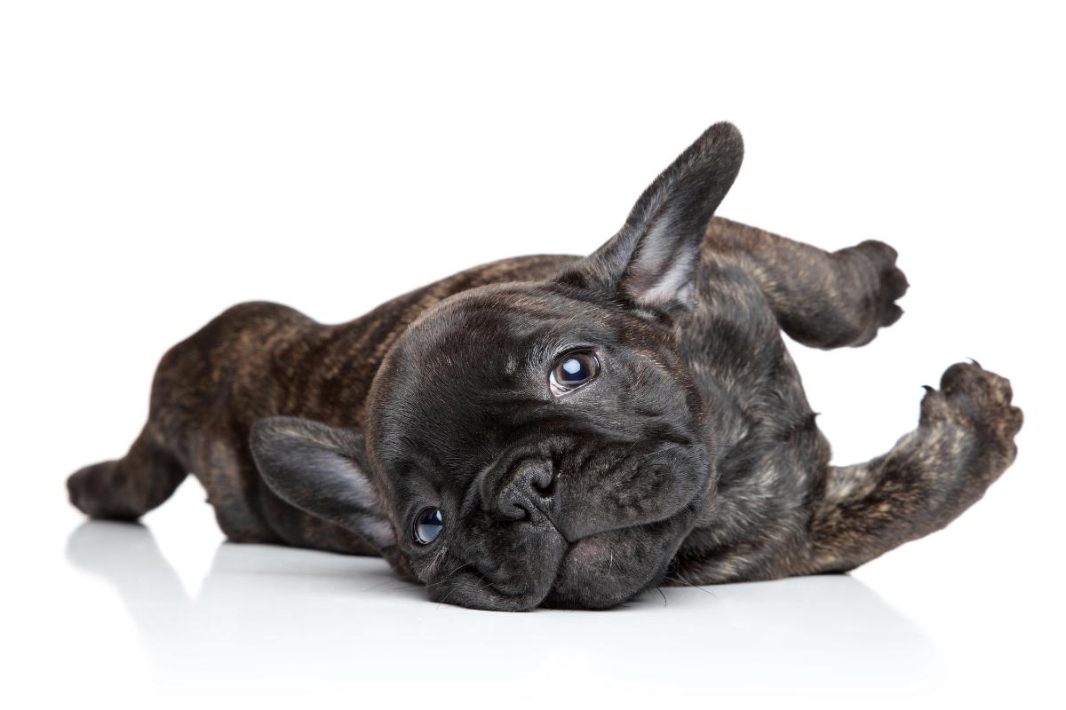 Common Health Issues Affecting French Bulldogs - Skin, Breathing, and ...